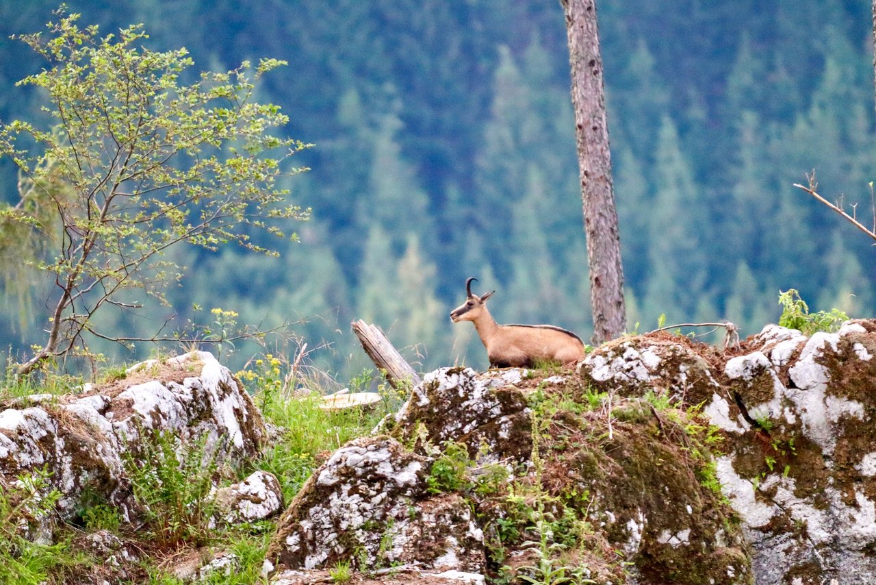 Der Ruf des Waldes - Waldurlaub