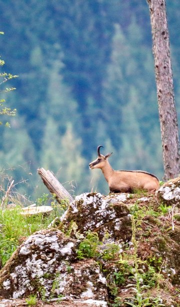Der Ruf des Waldes - Waldurlaub